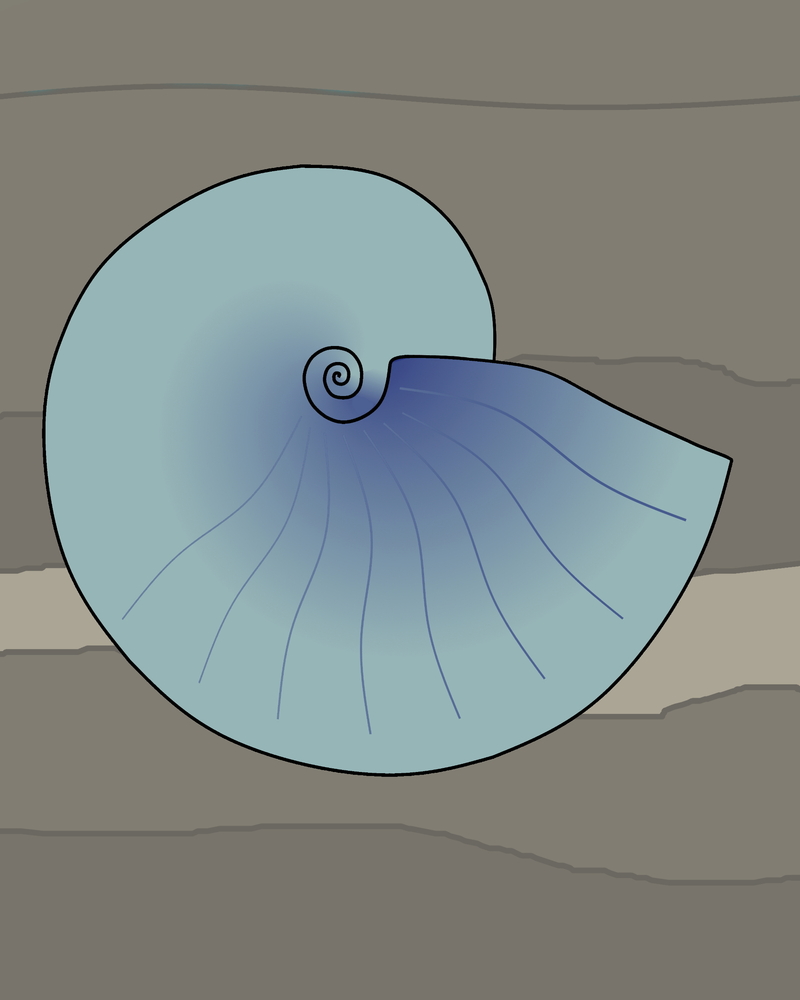 How Fossils are Formed – Micah Owen Illustration