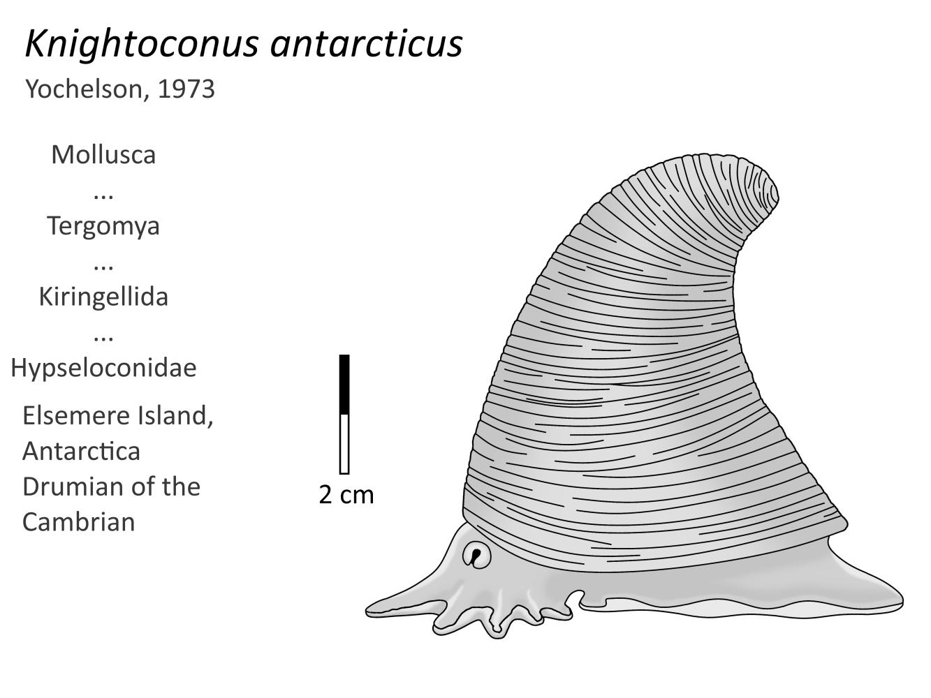 Bringing Invertebrates to Life: Plectronoceras – Micah Owen Illustration