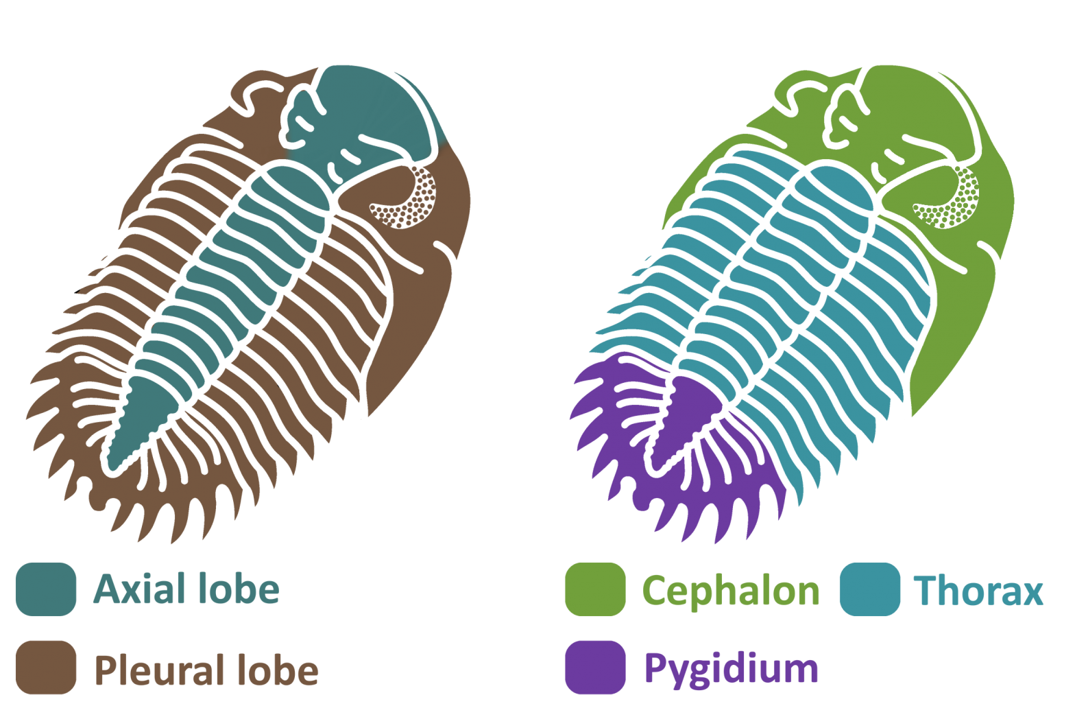 Trilobites – Micah Owen Illustration