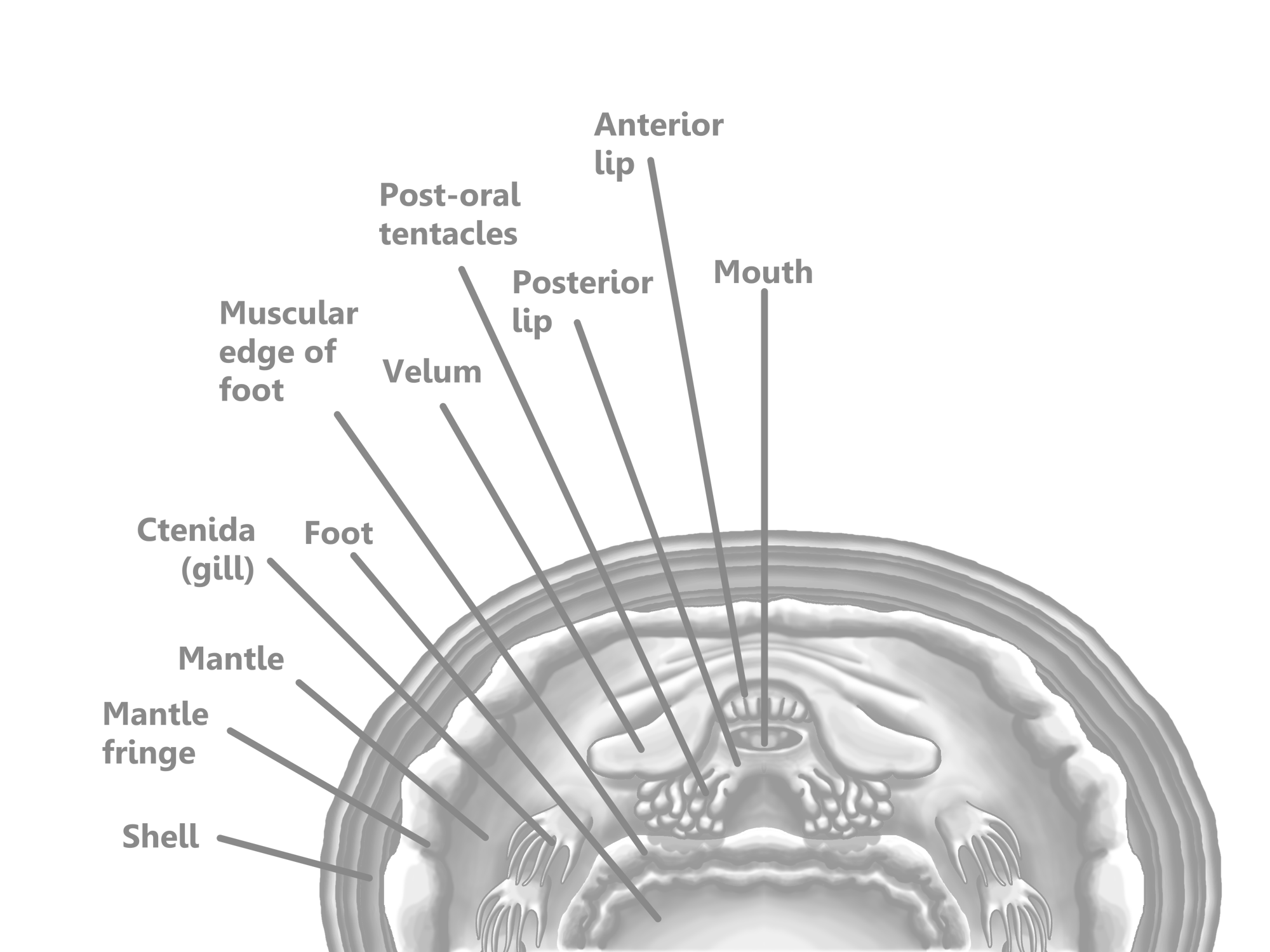Monoplacophora – Micah Owen Illustration